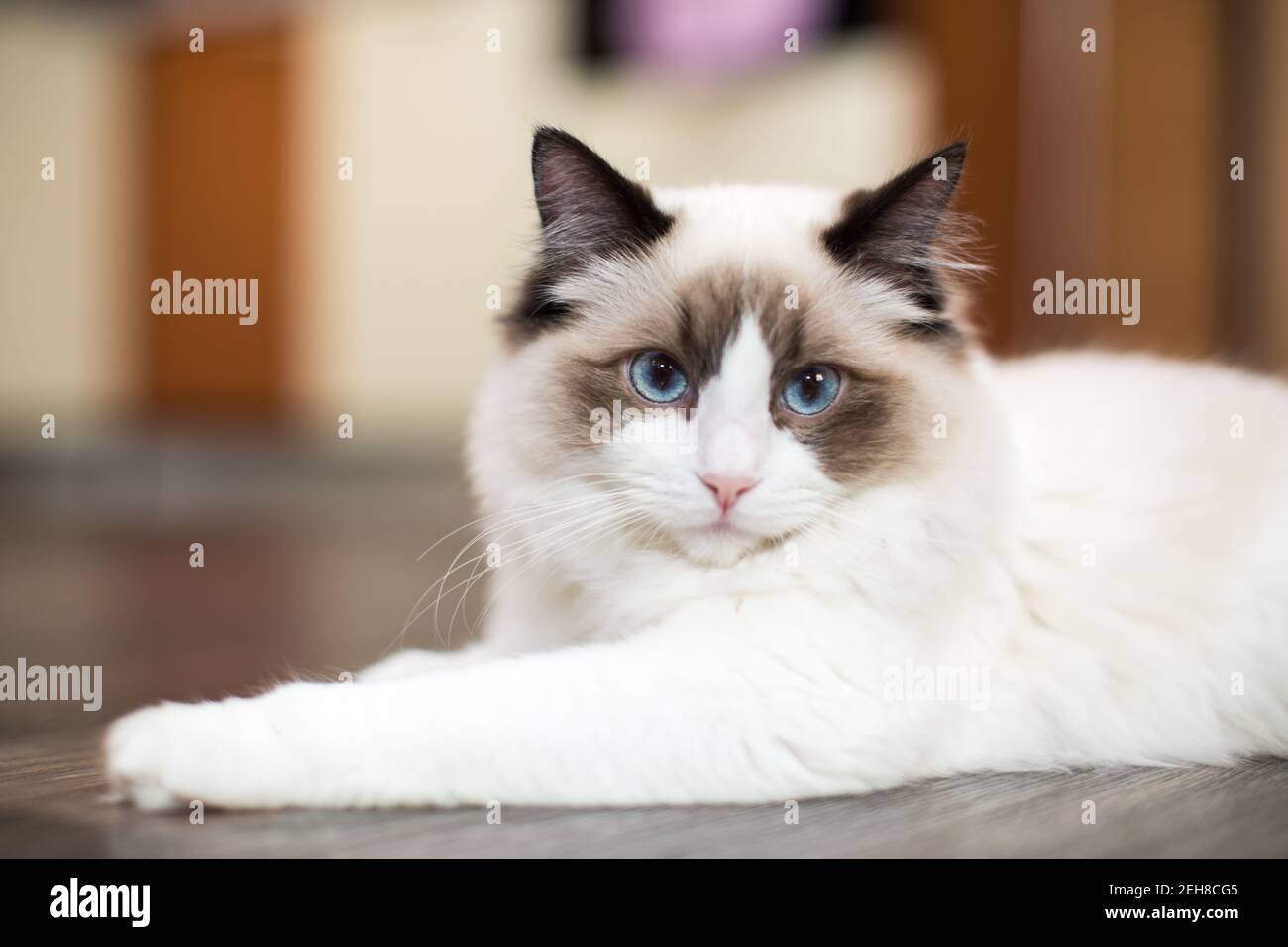 Beautiful young white purebred Ragdoll cat with blue eyes, at home ...