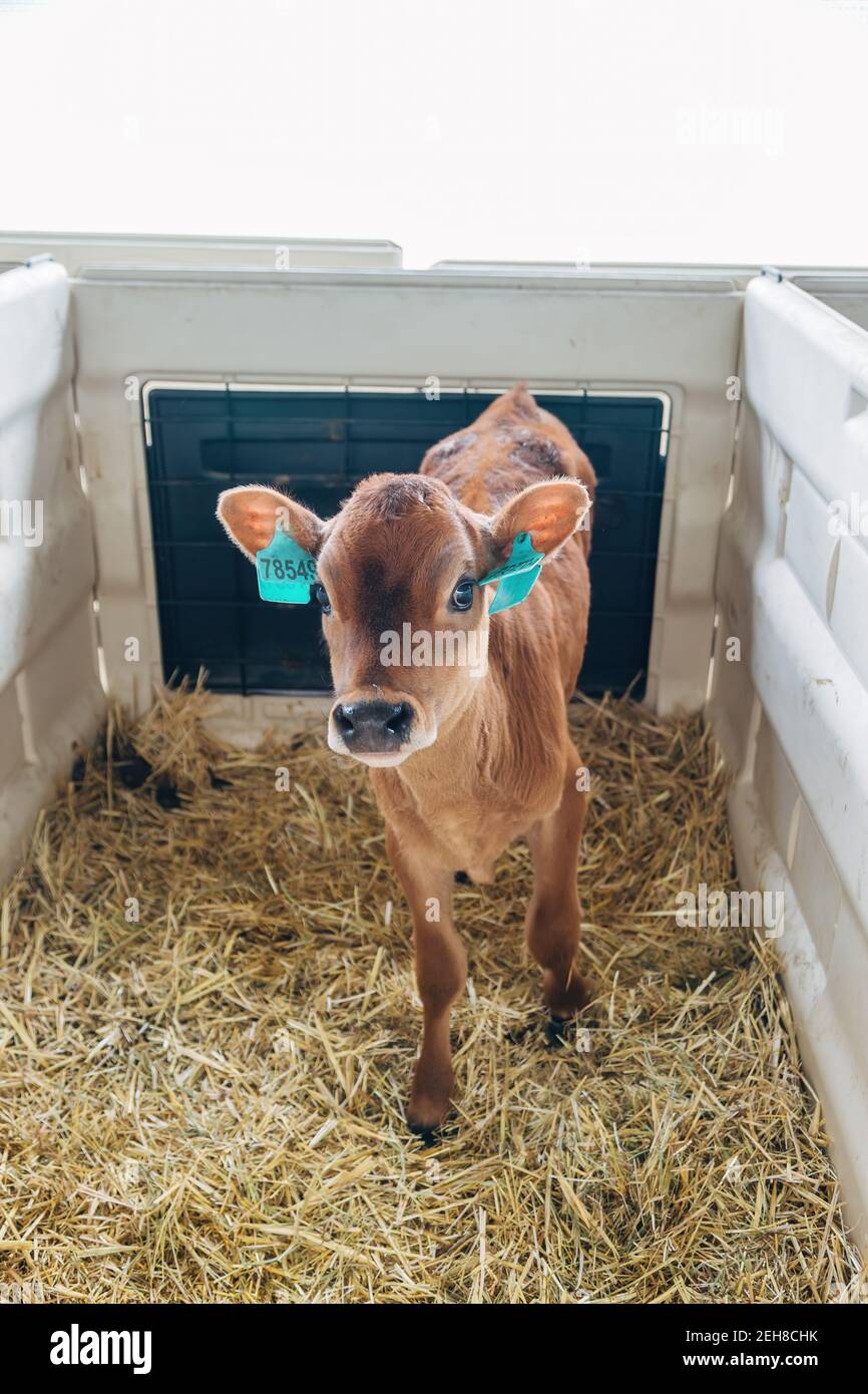 Young calf Jersey breed in a stall for calves with straw Stock Photo ...