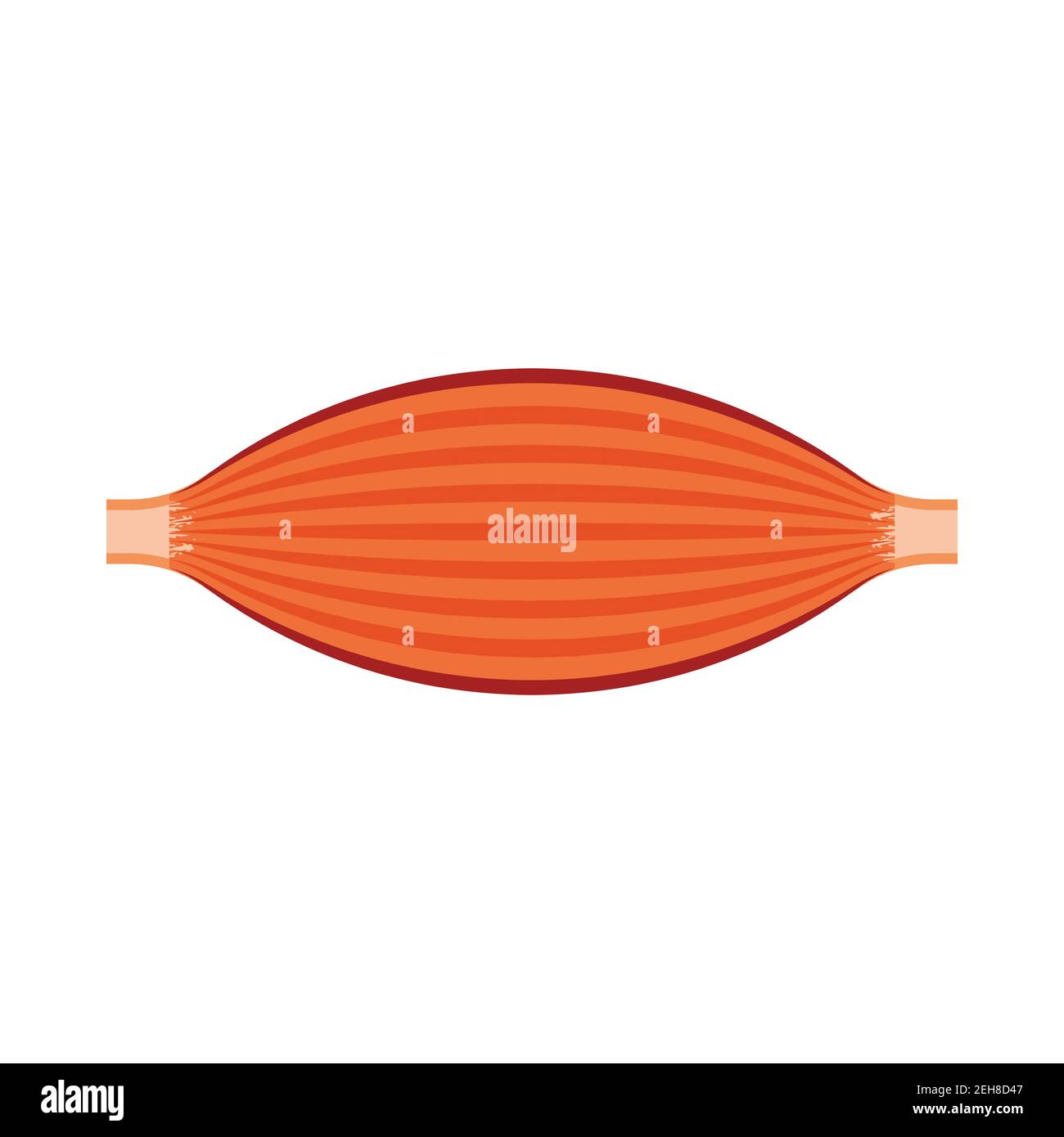 Human muscle chart Cut Out Stock Images & Pictures - Alamy