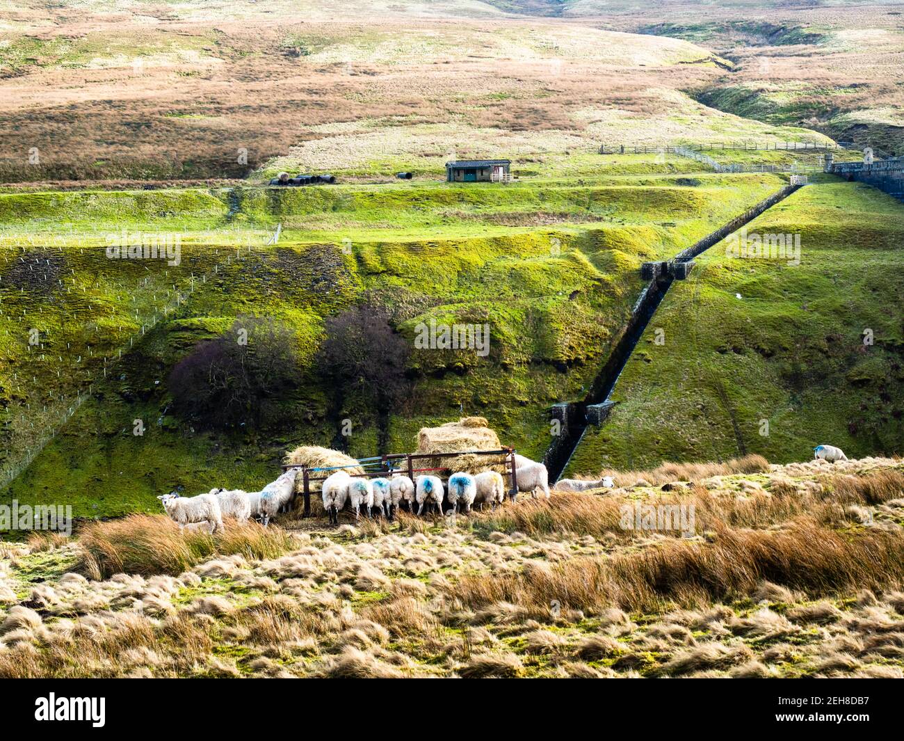 Sheep, Scar House reservoir. Nidderdale. Yorkshire Dales Stock Photo ...