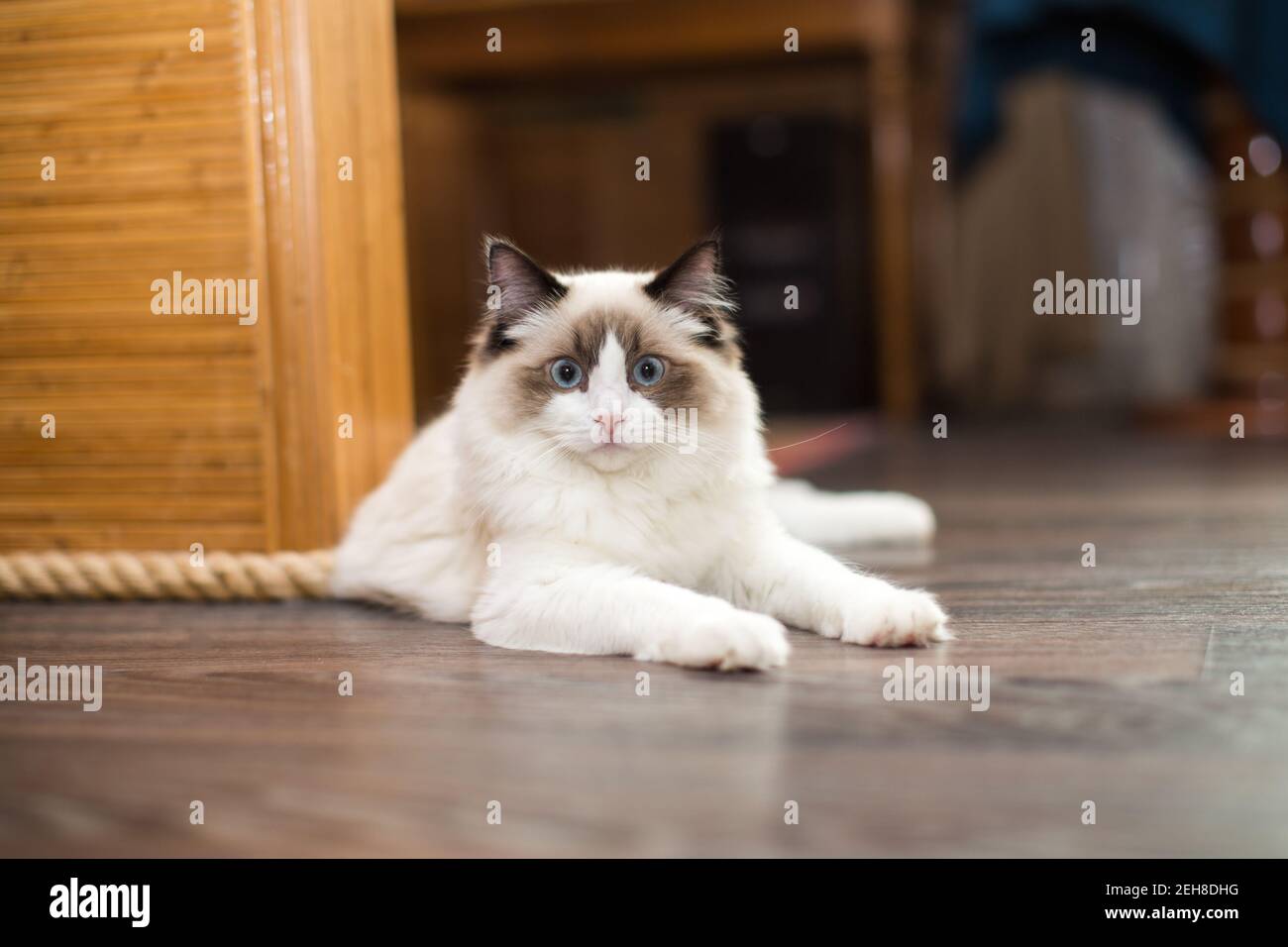 Beautiful young white purebred Ragdoll cat with blue eyes, at home ...