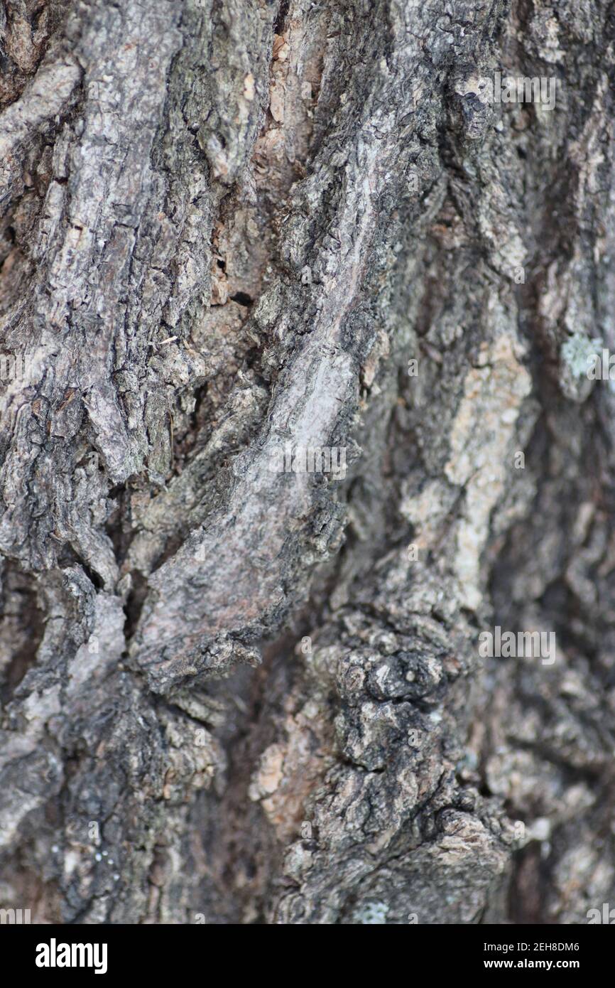 dry bark texture, wood background, gray ribbed surface of the cortex ...