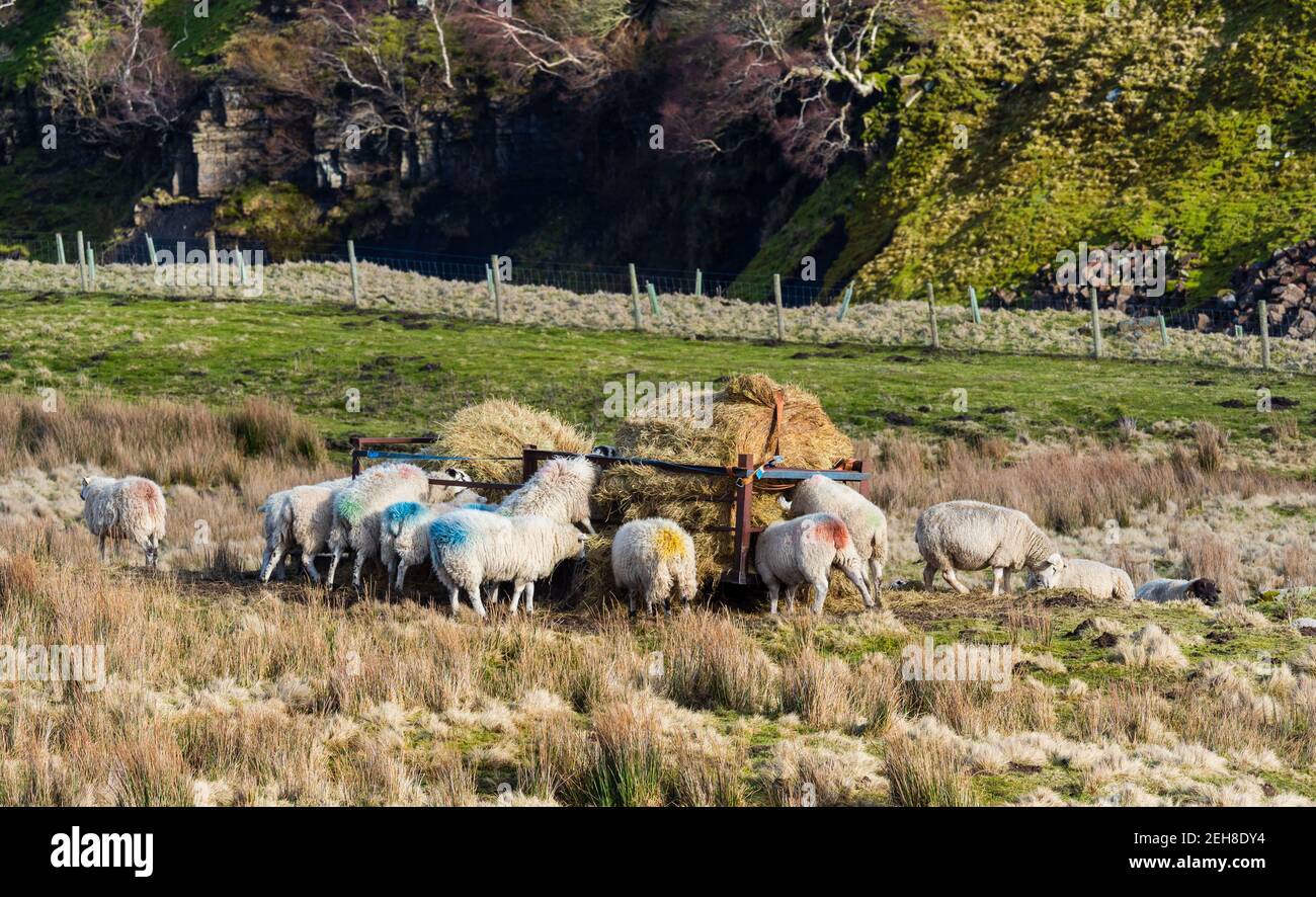 Sheep, Scar House reservoir. Nidderdale. Yorkshire Dales Stock Photo ...