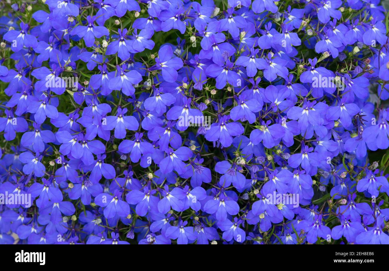 Trailing lobelia hi-res stock photography and images - Alamy