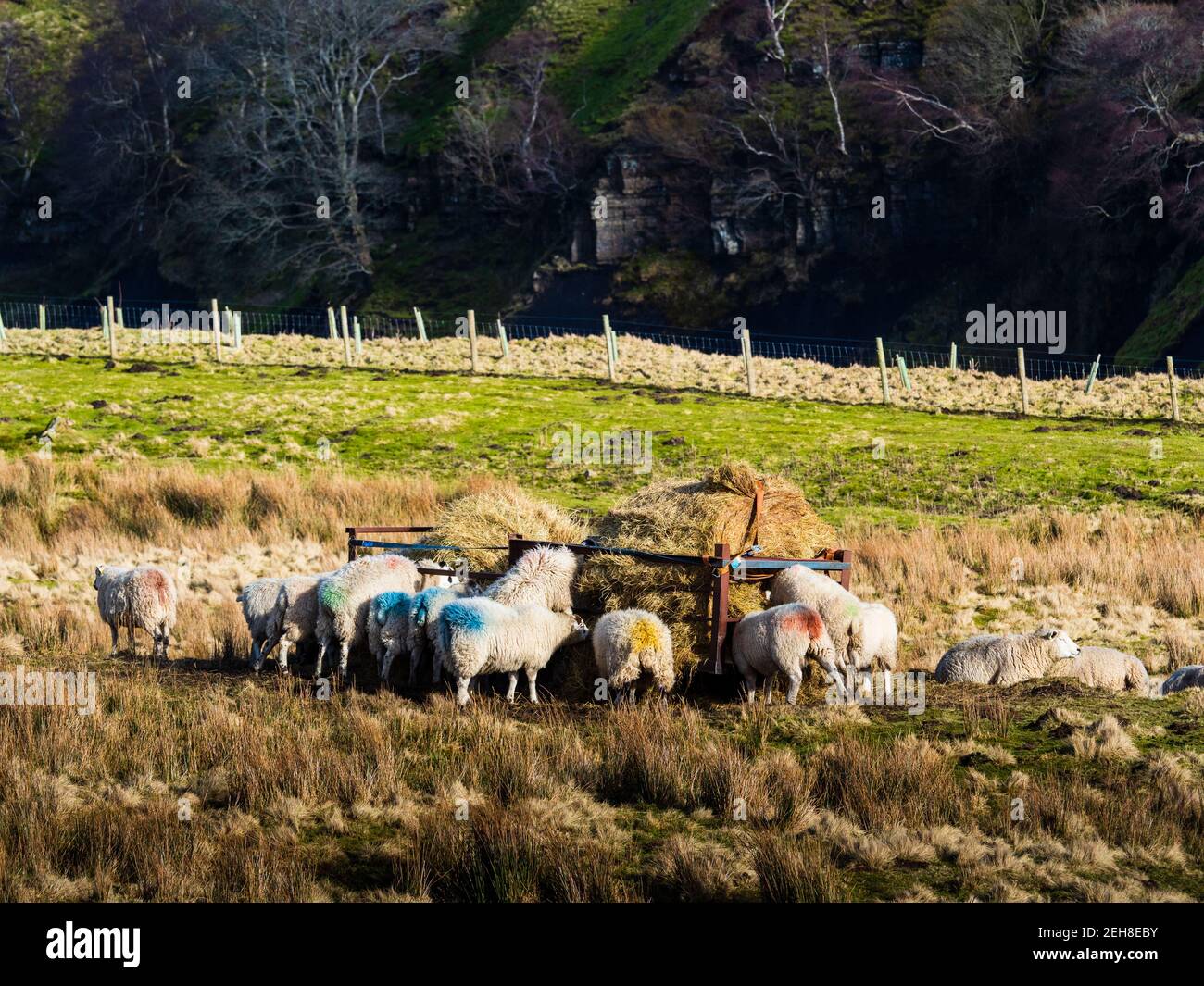 Sheep, Scar House reservoir. Nidderdale. Yorkshire Dales Stock Photo ...