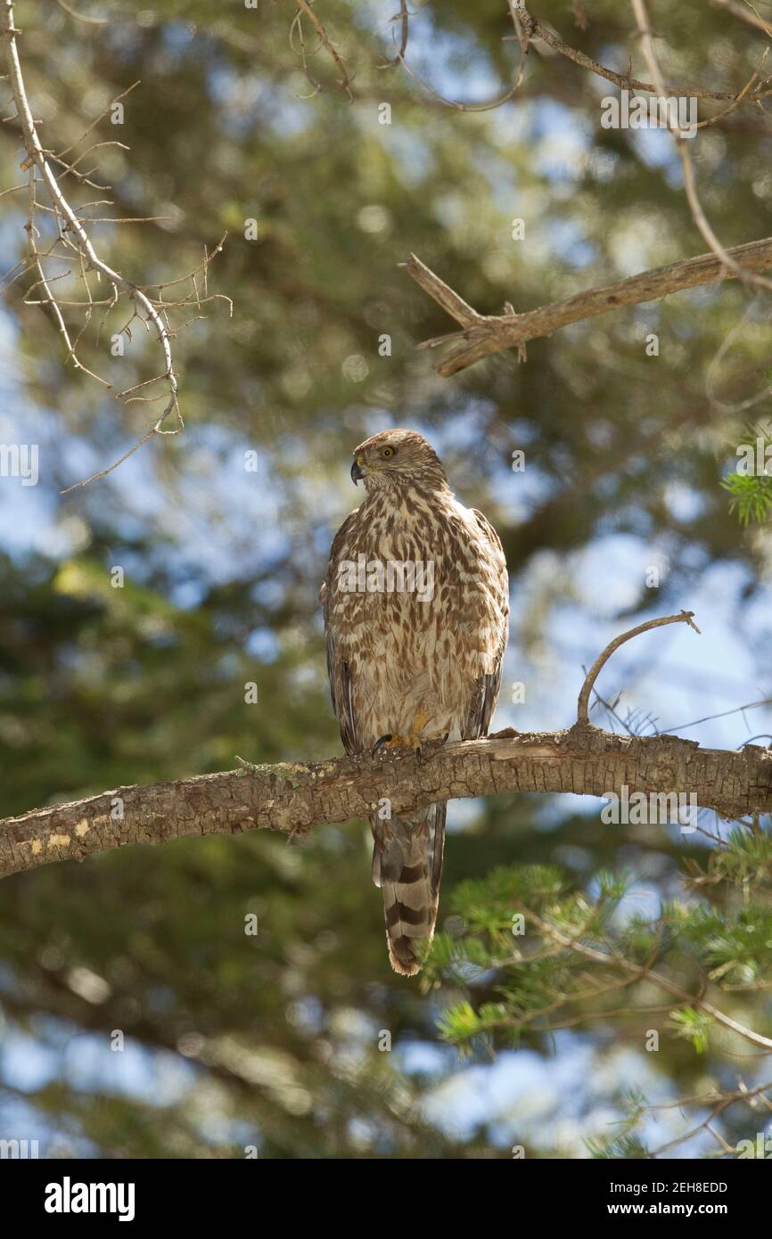 Female goshawk hi-res stock photography and images - Alamy