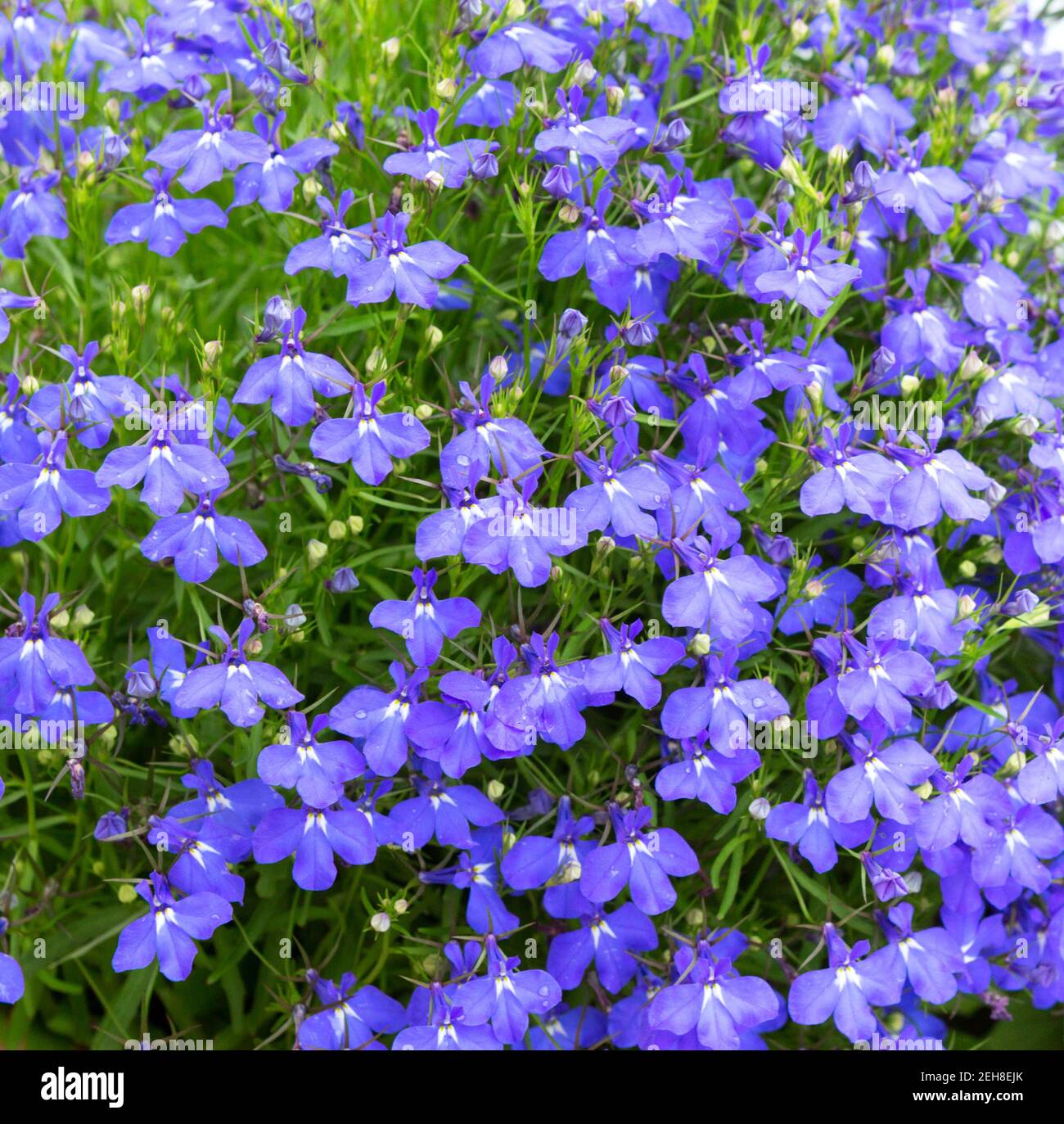 Trailing lobelia hi-res stock photography and images - Alamy