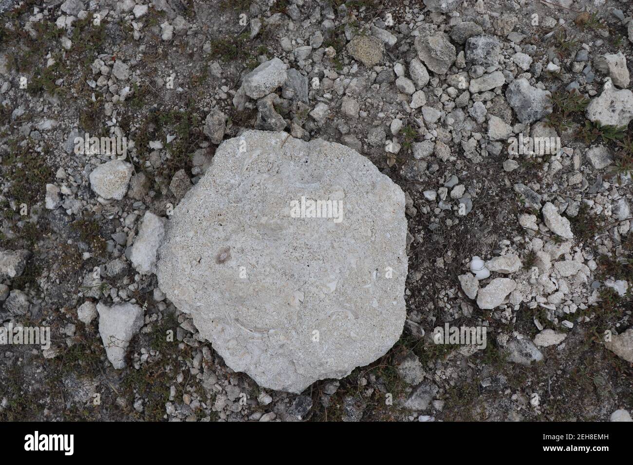 Cement Shells High Resolution Stock Photography and Images - Alamy