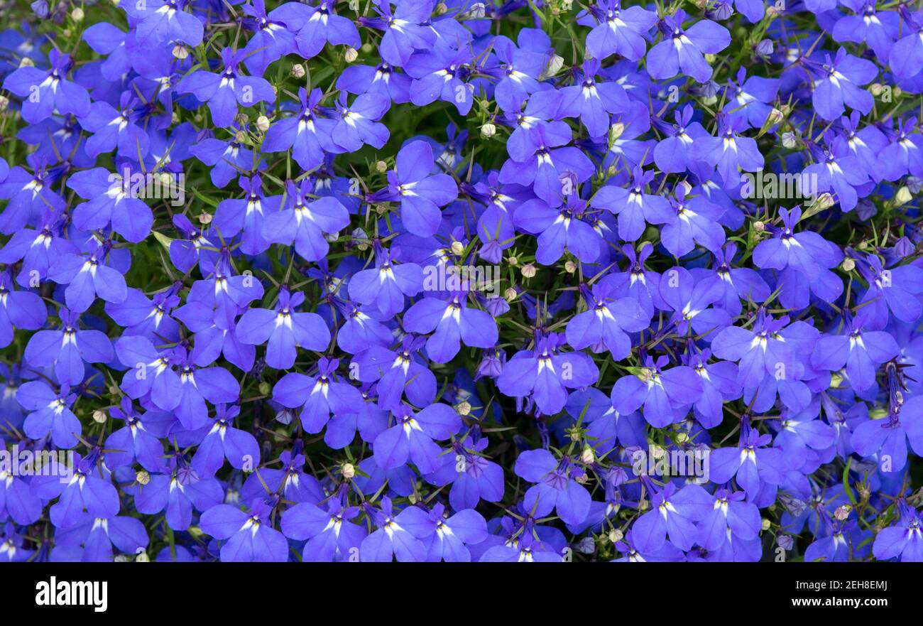 Lobelia erinus plant hi-res stock photography and images - Alamy