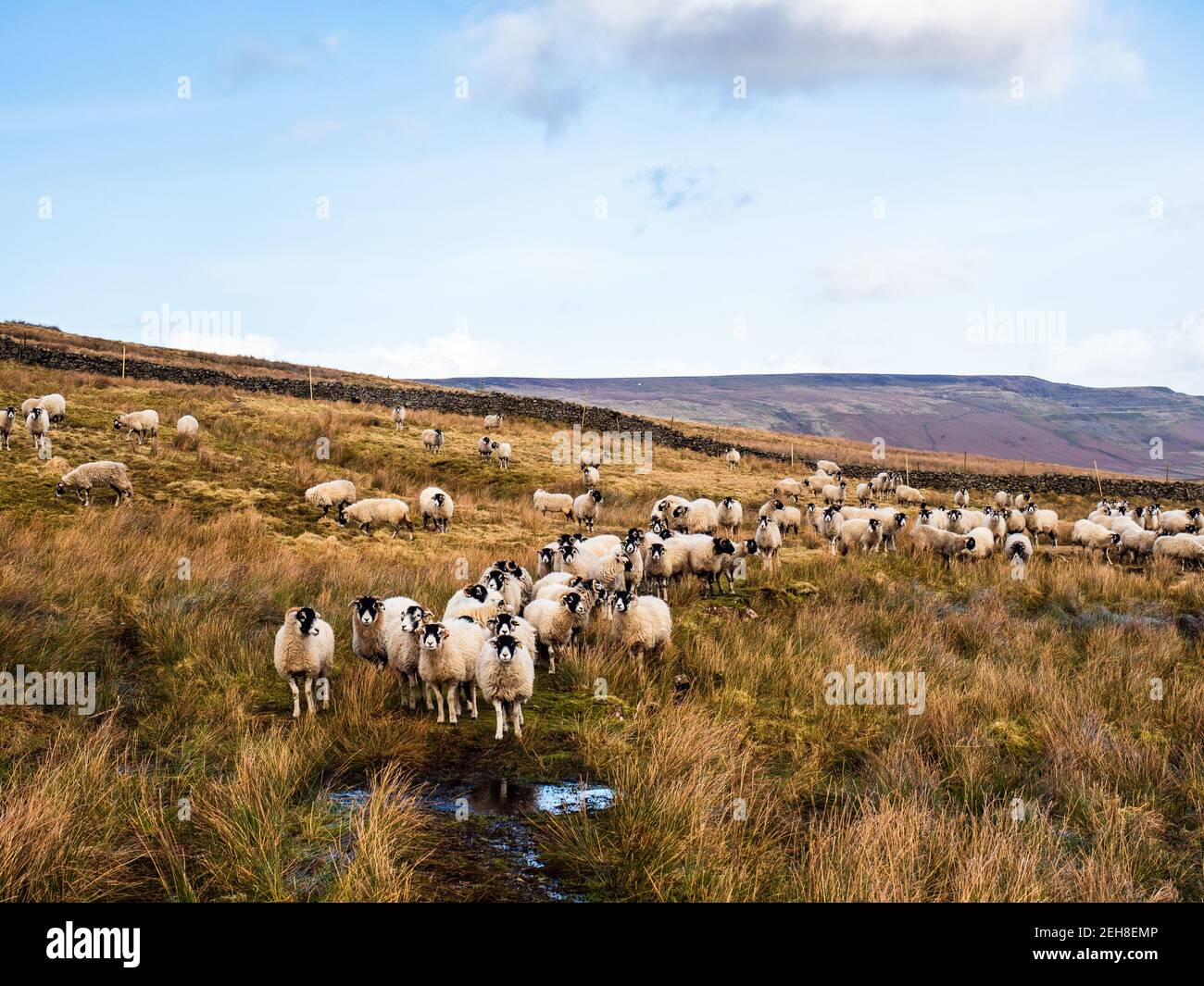 Sheep, Scar House reservoir. Nidderdale. Yorkshire Dales Stock Photo ...