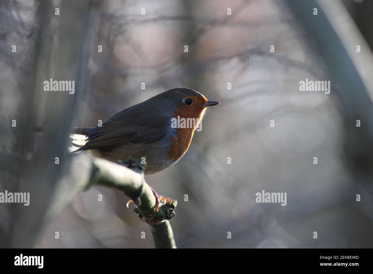 Robin standing on a branch in the english countryside during winter ...