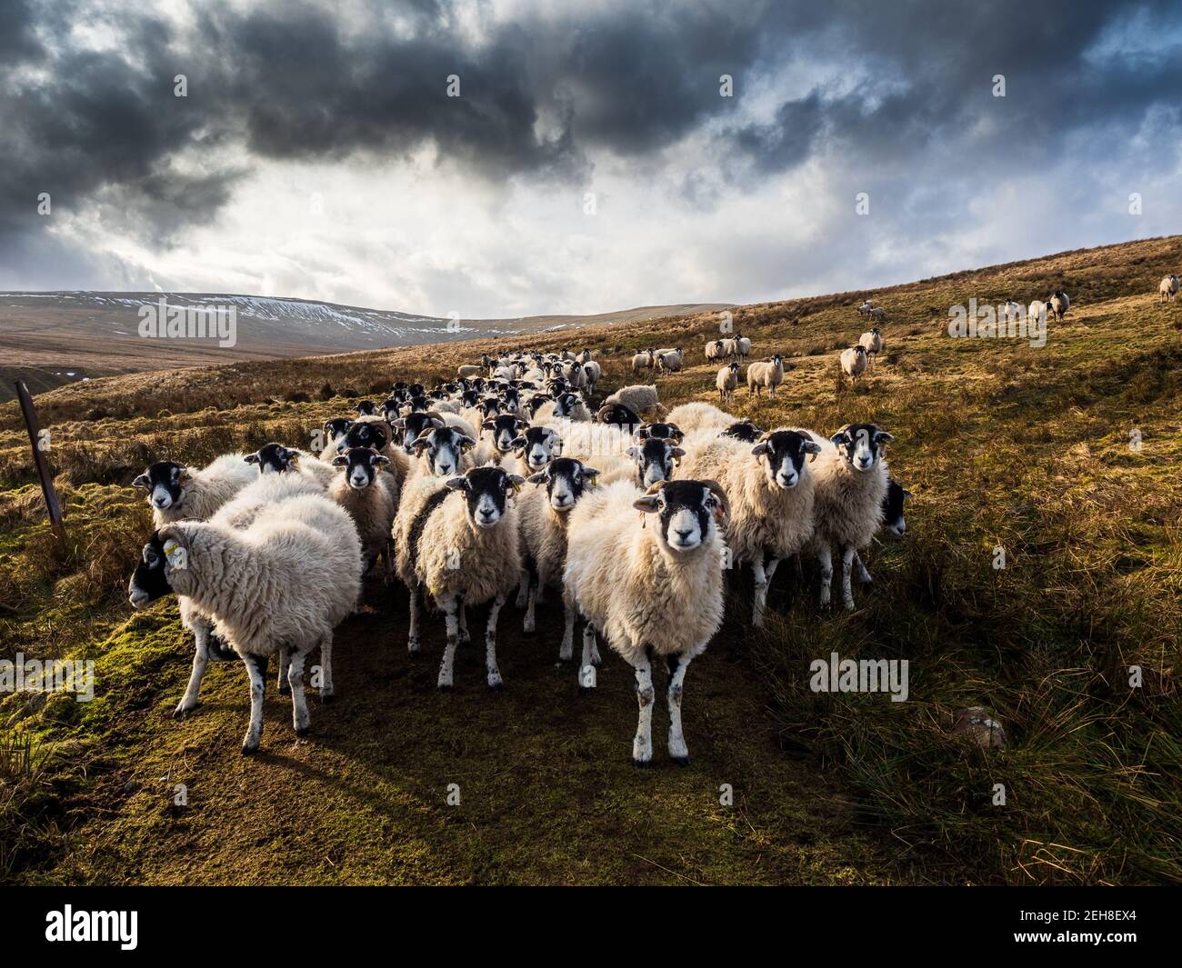 Sheep Animal Ram Livestock High Resolution Stock Photography and Images ...