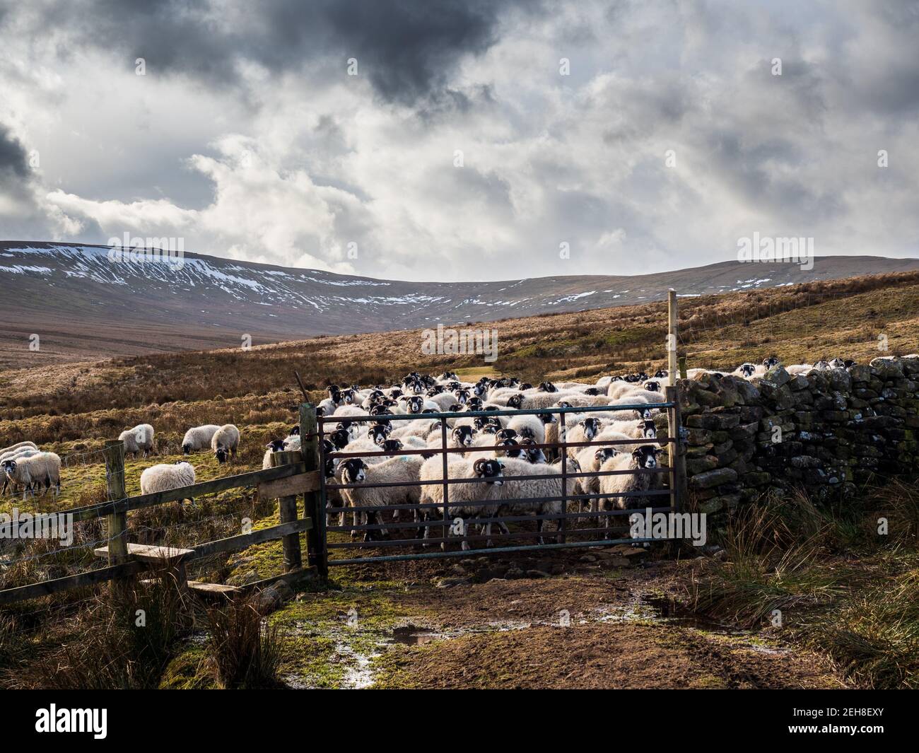 Sheep, Scar House reservoir. Nidderdale. Yorkshire Dales Stock Photo ...