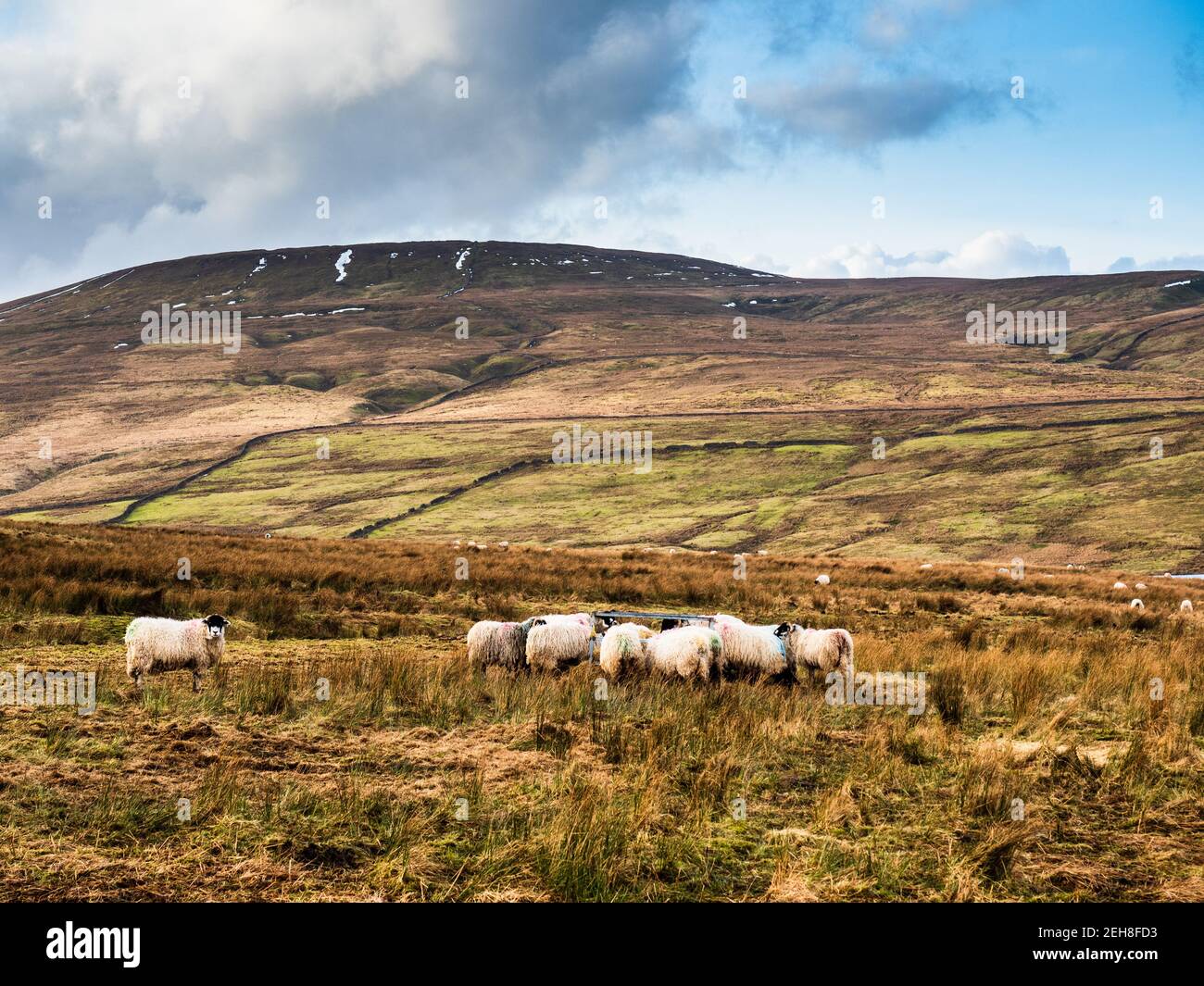Sheep, Scar House reservoir. Nidderdale. Yorkshire Dales Stock Photo ...