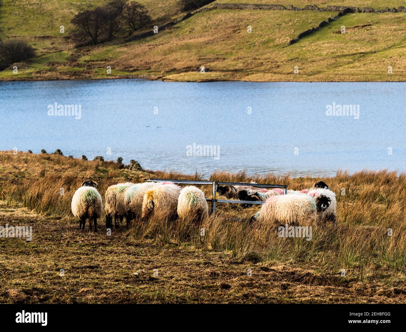 Sheep, Scar House reservoir. Nidderdale. Yorkshire Dales Stock Photo ...