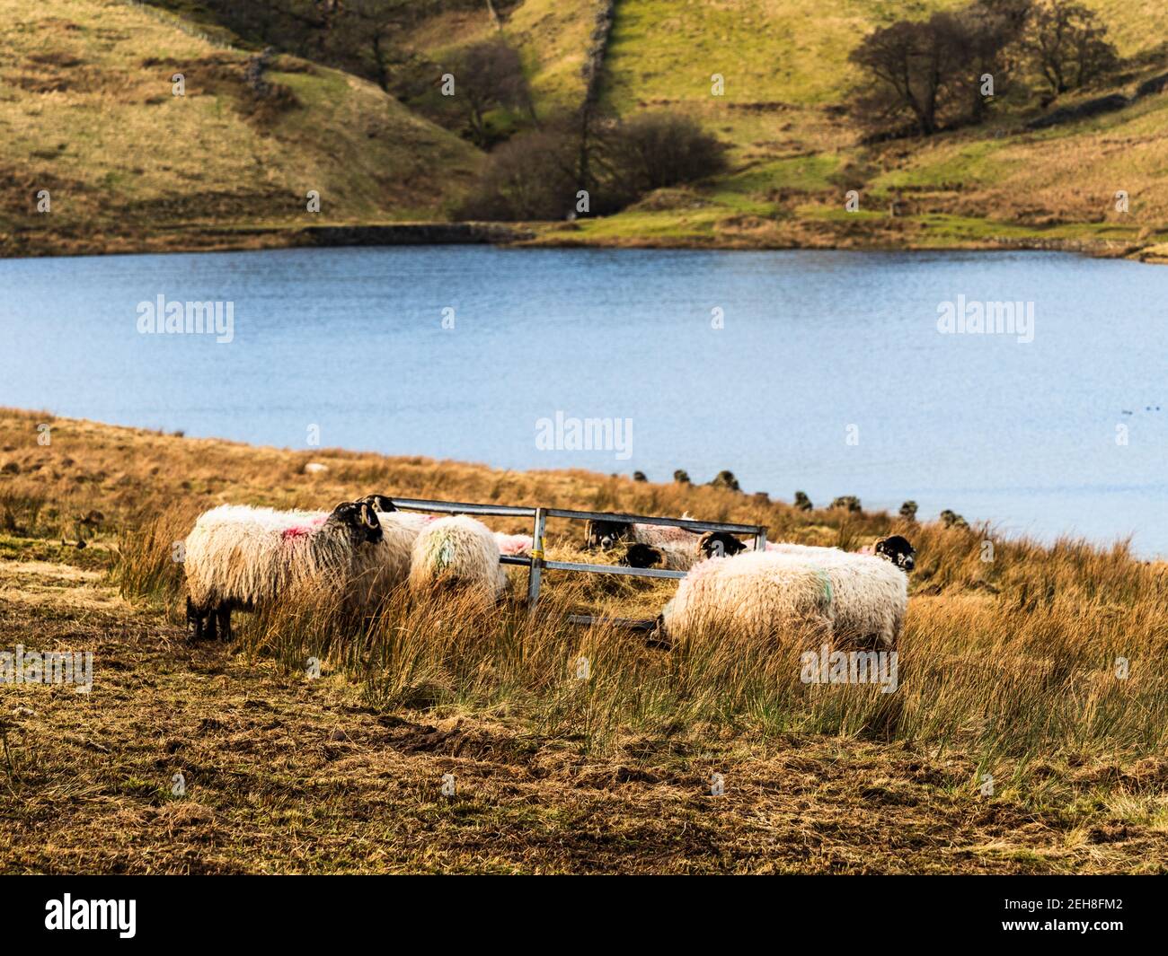 Sheep, Scar House reservoir. Nidderdale. Yorkshire Dales Stock Photo ...