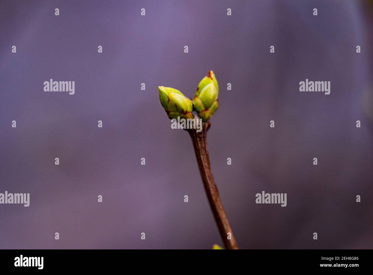 Tree branches with spring green budding leaves. tree buds in spring ...