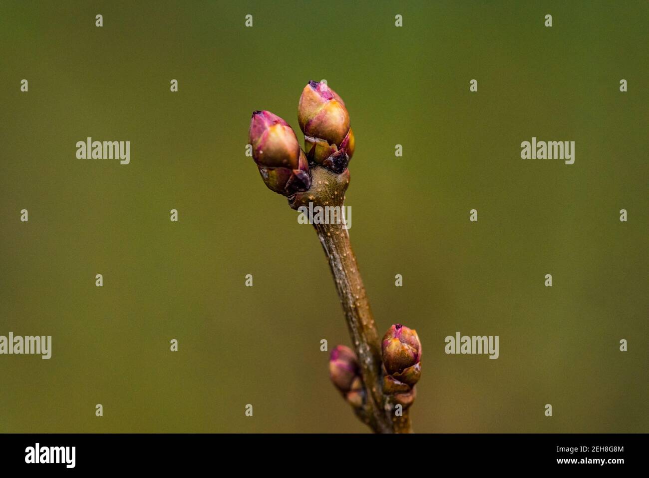 Tree branches with spring green budding leaves. tree buds in spring ...