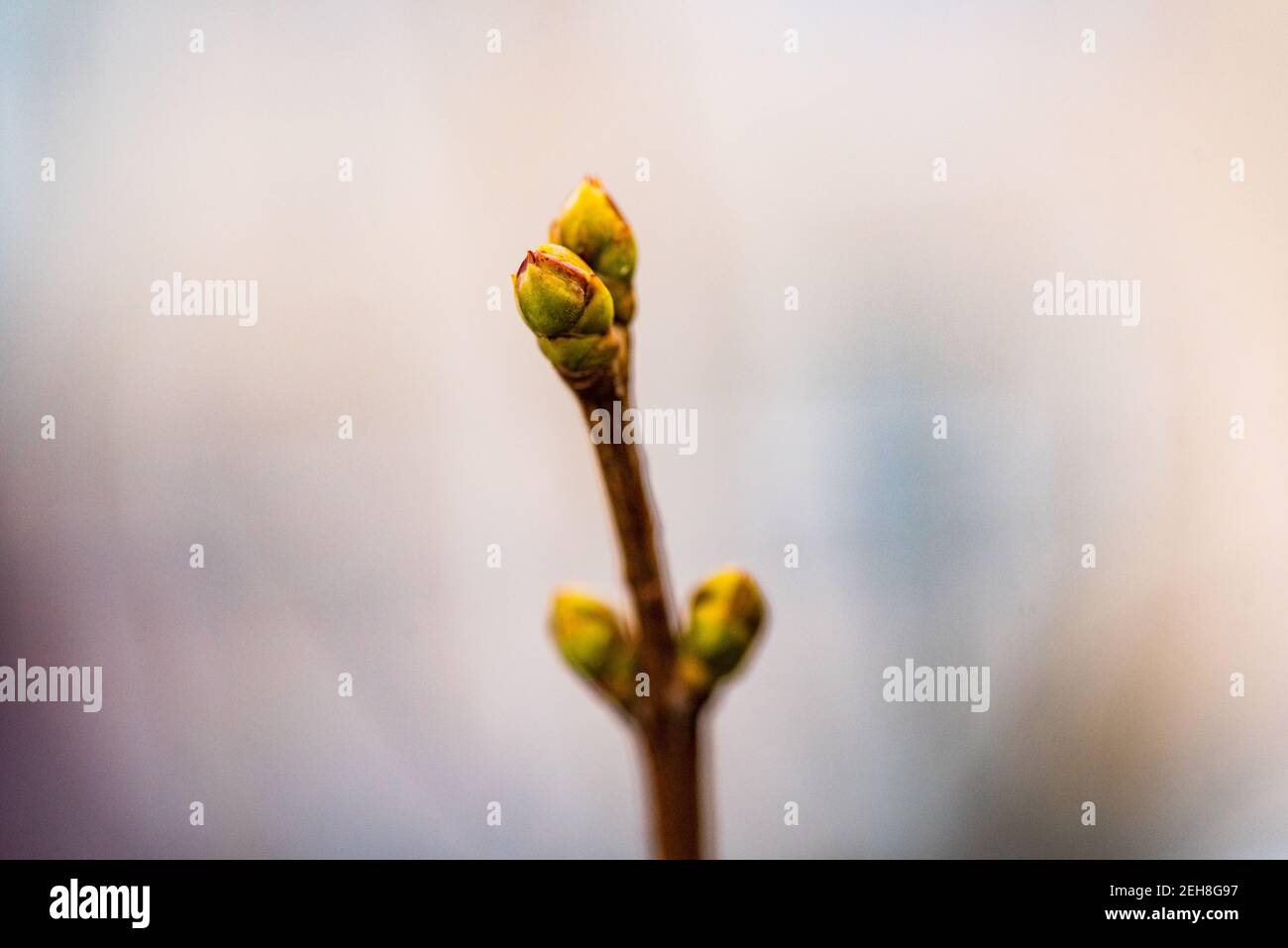 Tree branches with spring green budding leaves. tree buds in spring ...