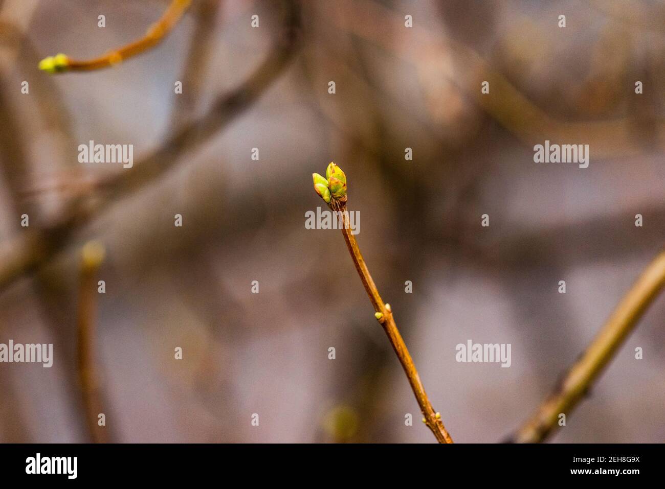 Tree branches with spring green budding leaves. tree buds in spring ...