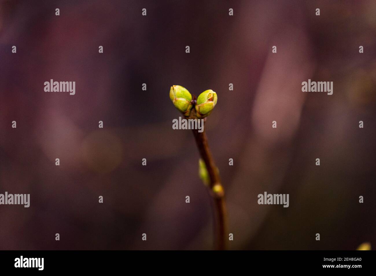 Tree branches with spring green budding leaves. tree buds in spring ...