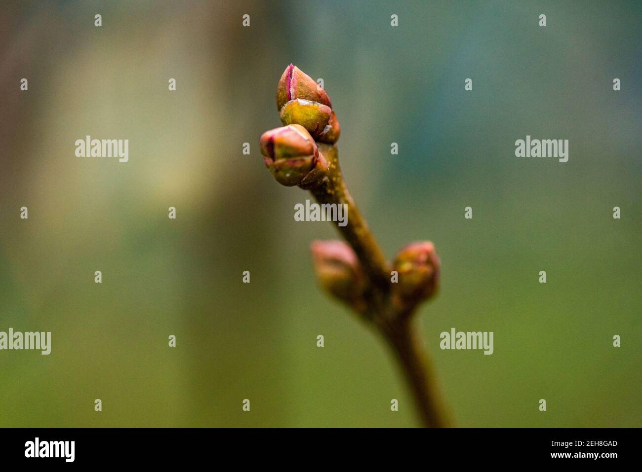 Tree branches with spring green budding leaves. tree buds in spring ...