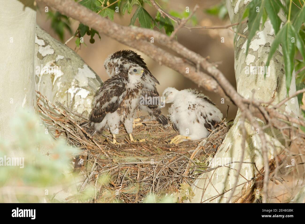 Northern Goshawk nestlings, Accipiter gentilis, in sycamore tree Stock ...