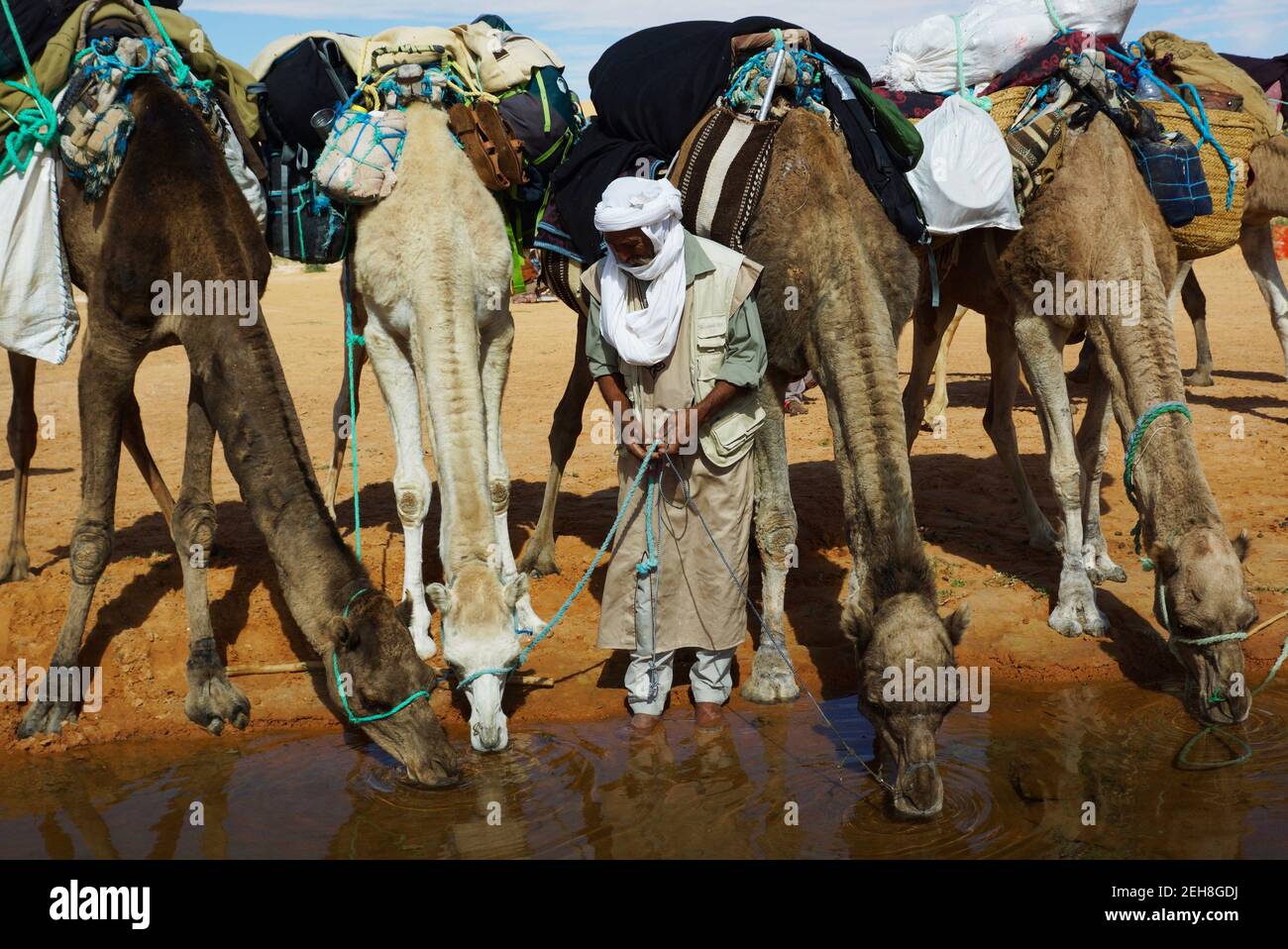 Bedouin cameleer standing between 4 camels drinking Stock Photo - Alamy
