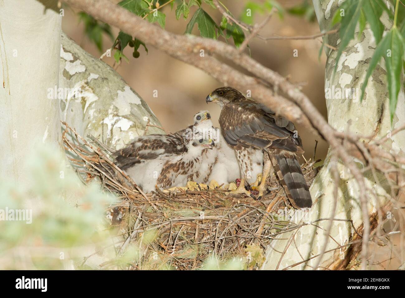 Northern Goshawk nestlings, Accipiter gentilis, in sycamore tree Stock ...