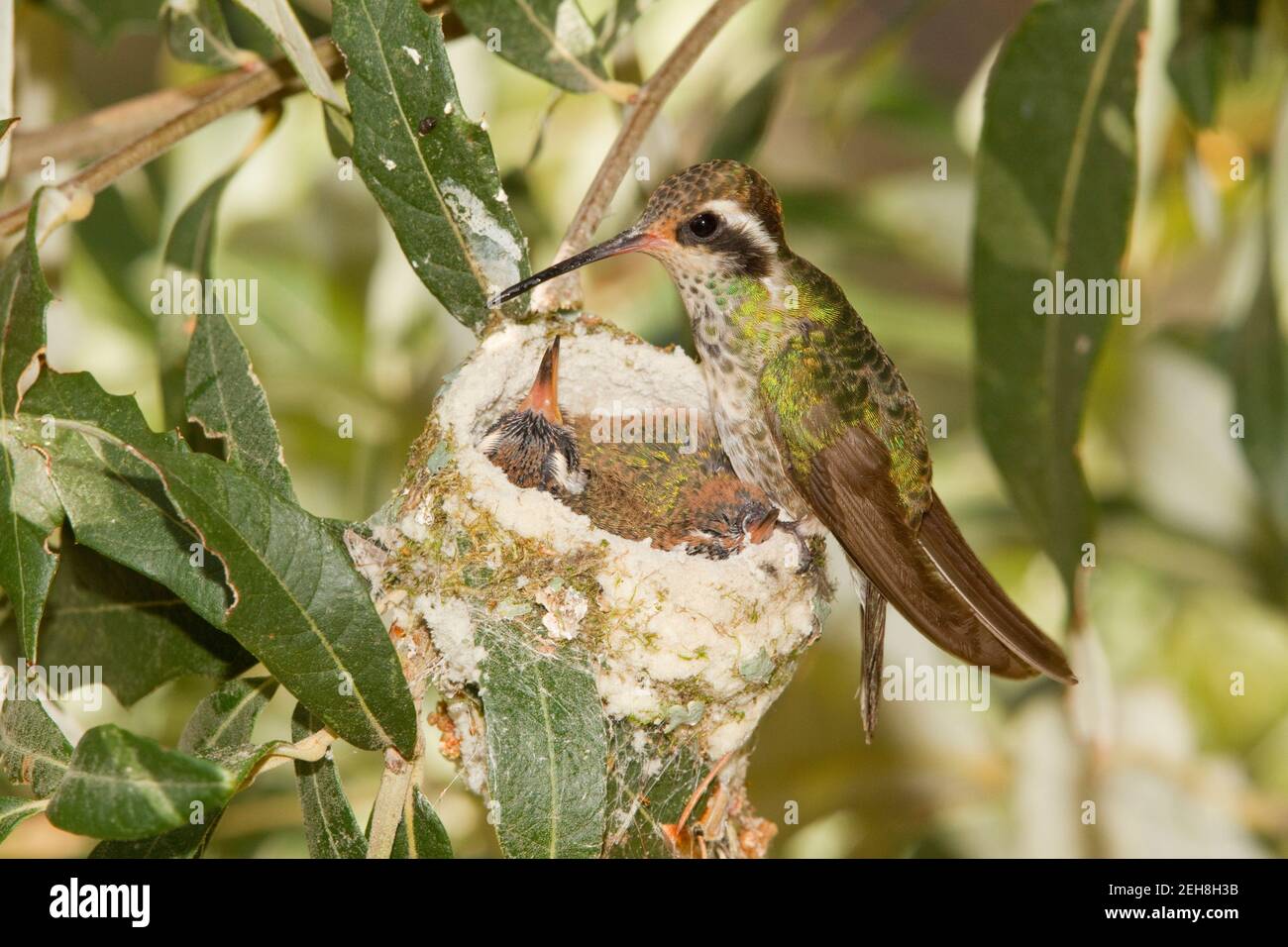 White Eared Hummingbird