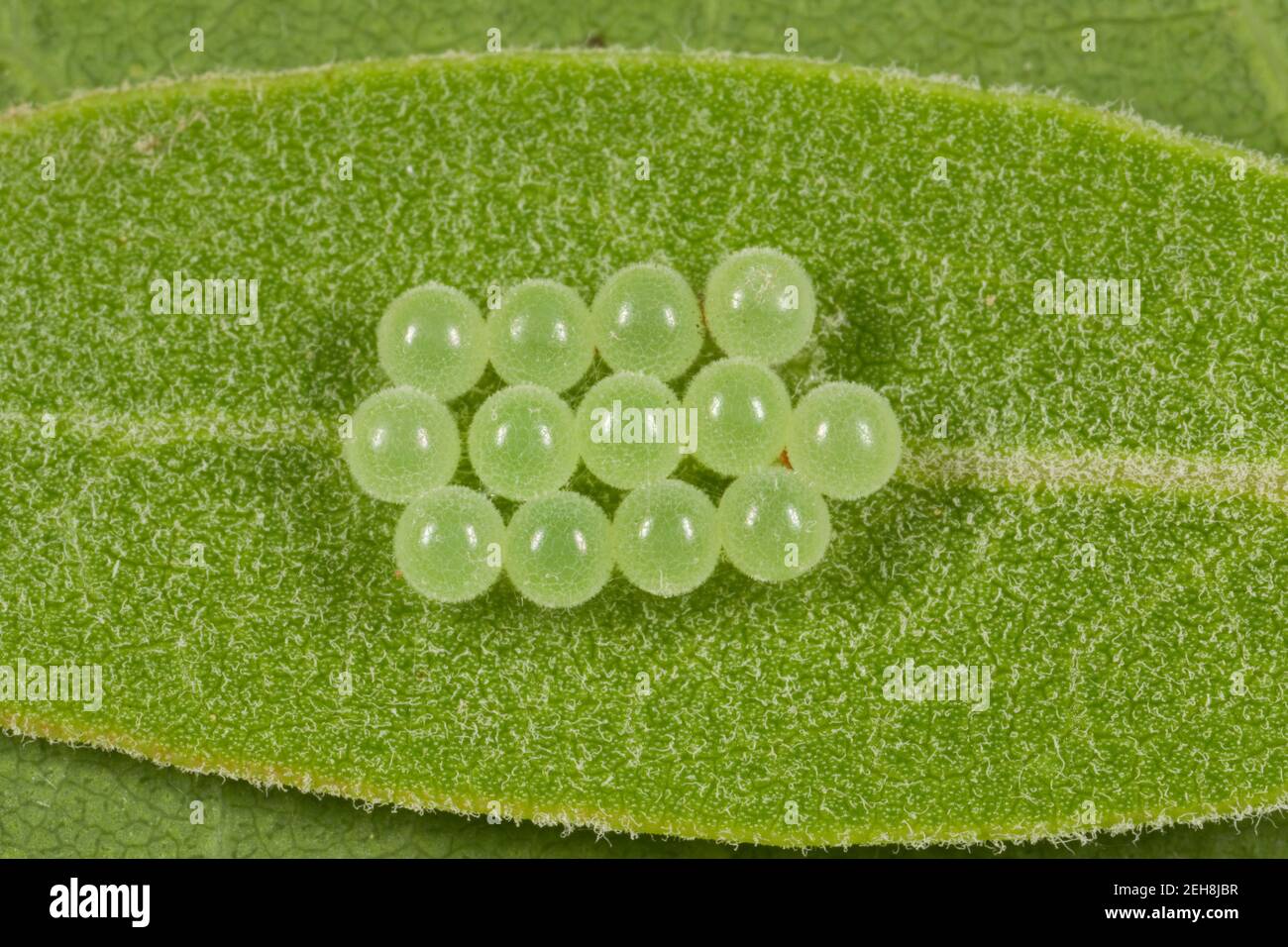Stink bug pentatomidae sp hi-res stock photography and images - Alamy