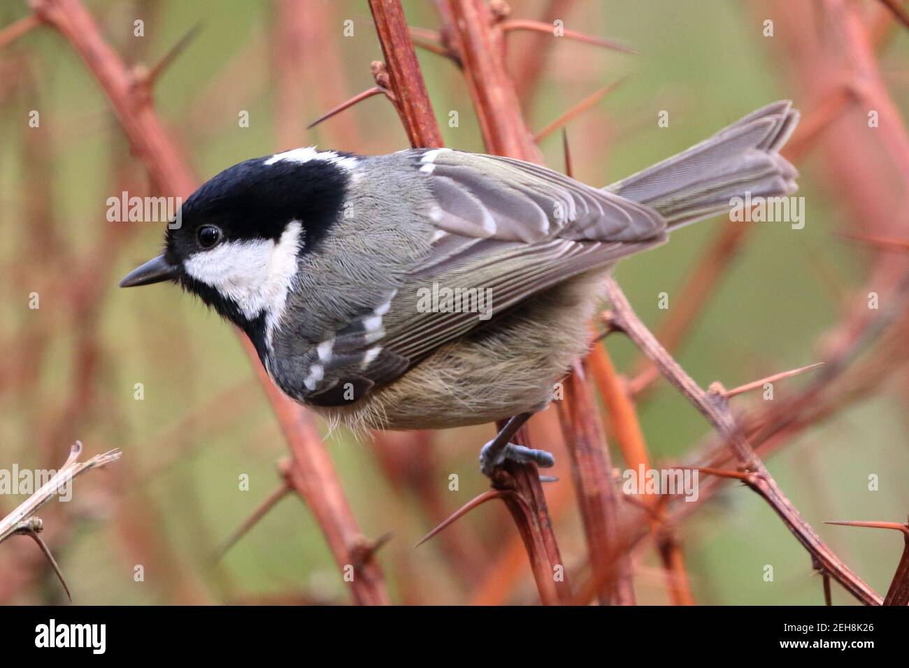 Coal Tit (Periparus Ater Stock Photo - Alamy