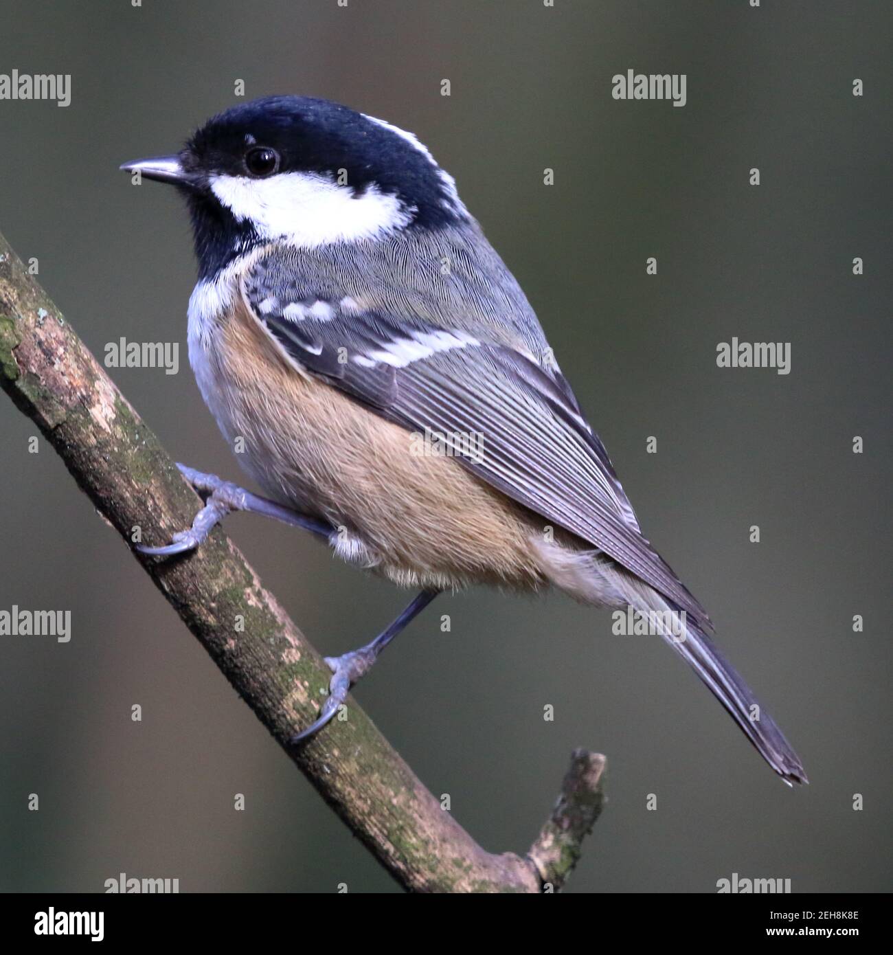 Coal Tit (Periparus Ater Stock Photo - Alamy