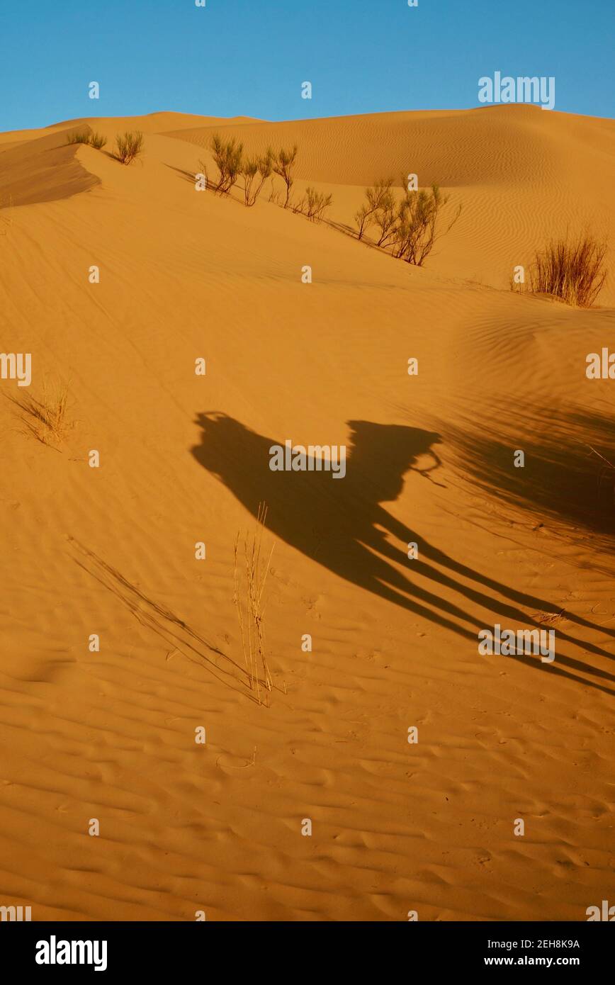 Elongated camel shadow on a sand dune Stock Photo - Alamy