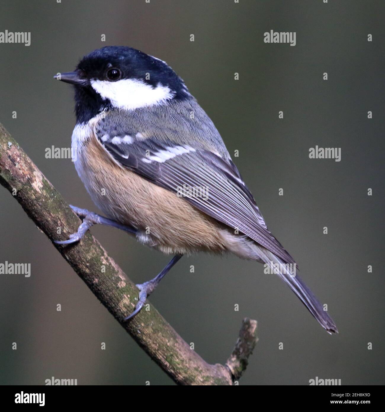 Coal Tit (Periparus Ater Stock Photo - Alamy