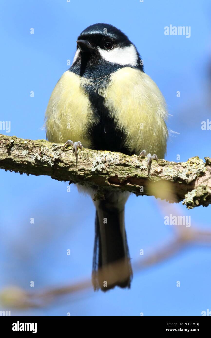 Great Tit (Parus Major Stock Photo - Alamy