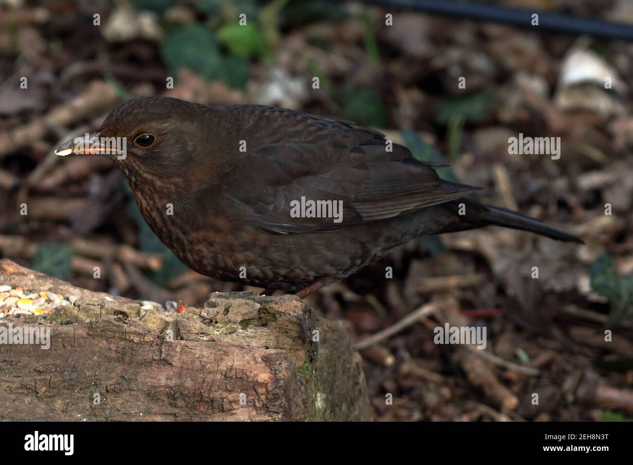 Female Blackbird (Turdus Merula Stock Photo - Alamy