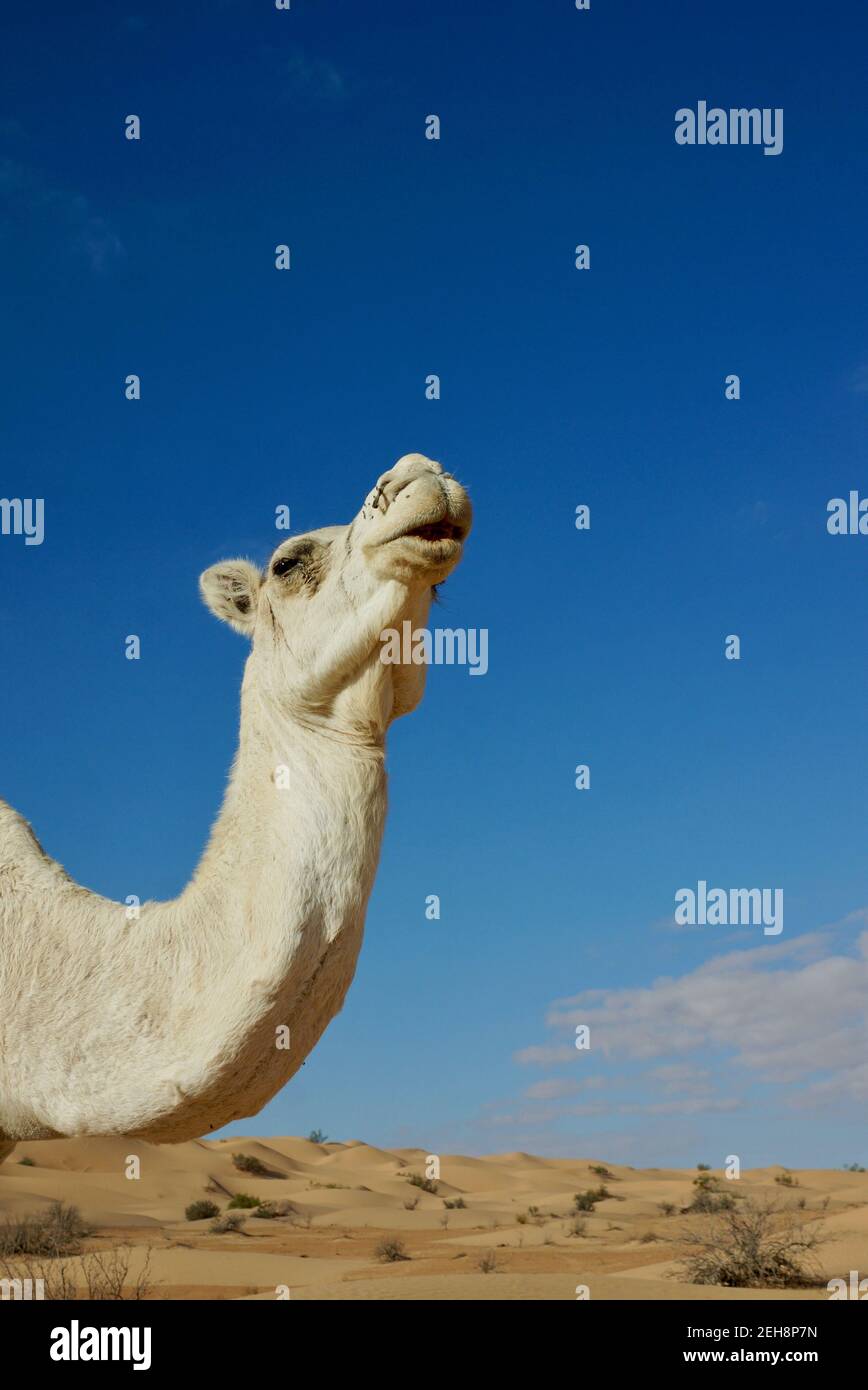 White camels hi-res stock photography and images - Alamy