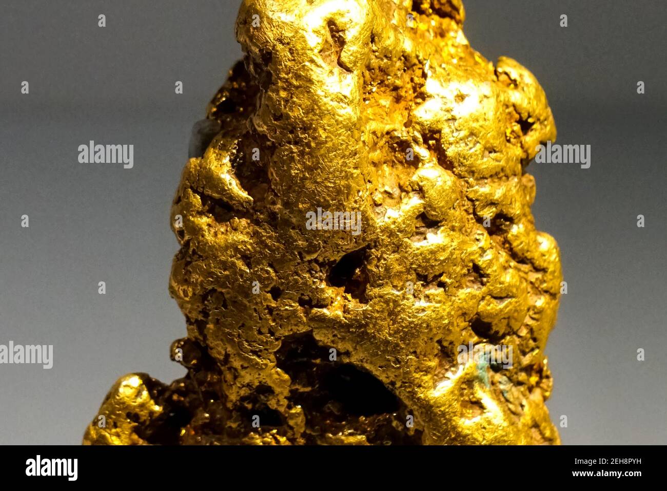 Melbourne museum fossil hi-res stock photography and images - Alamy