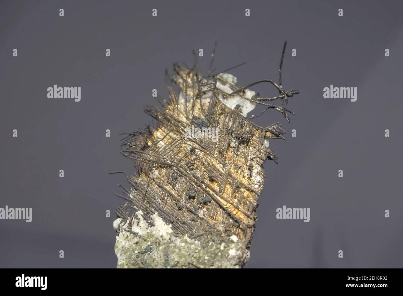 Museum australia insect hi-res stock photography and images - Alamy