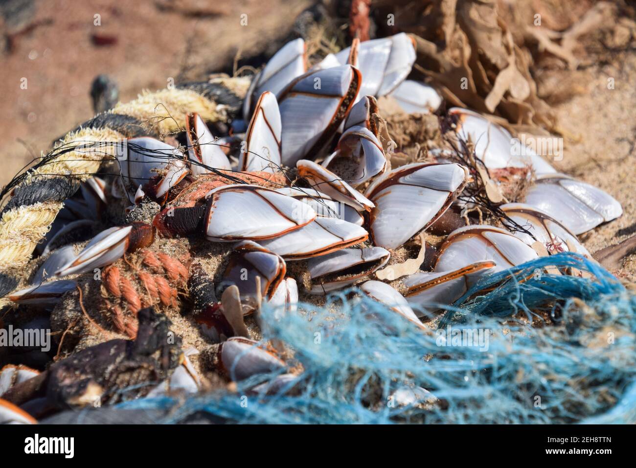 Goose barnacles hi-res stock photography and images - Alamy