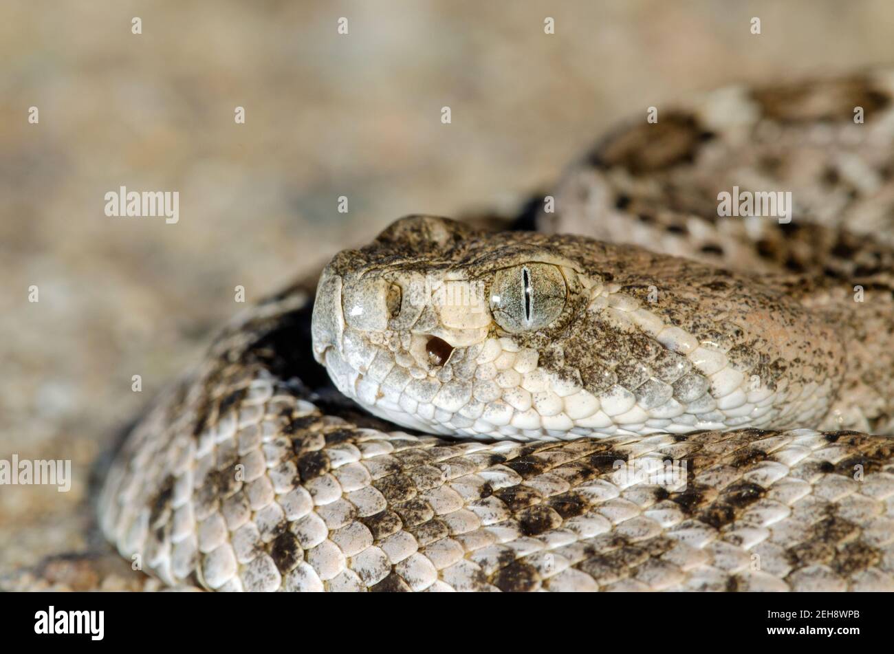 Western Diamondback Rattle Snake High Resolution Stock Photography and ...