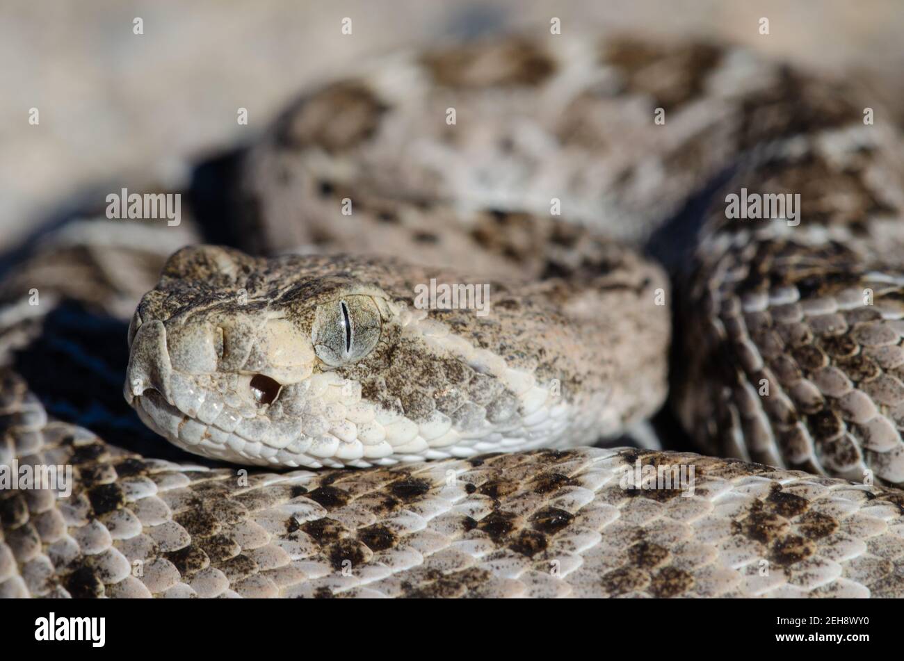 Western Diamondback (Crotalus atrox Stock Photo - Alamy
