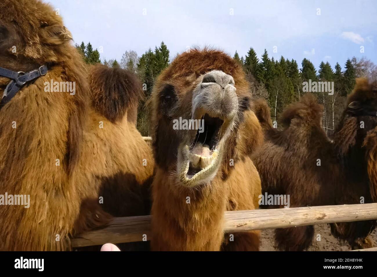 Family of bactrian camels hi-res stock photography and images - Alamy