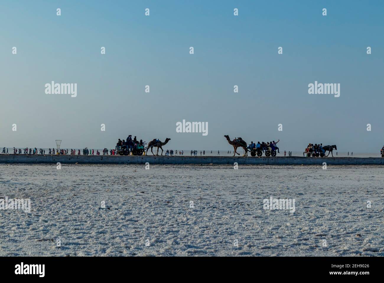 Rann of kutch salt camel hi-res stock photography and images - Alamy