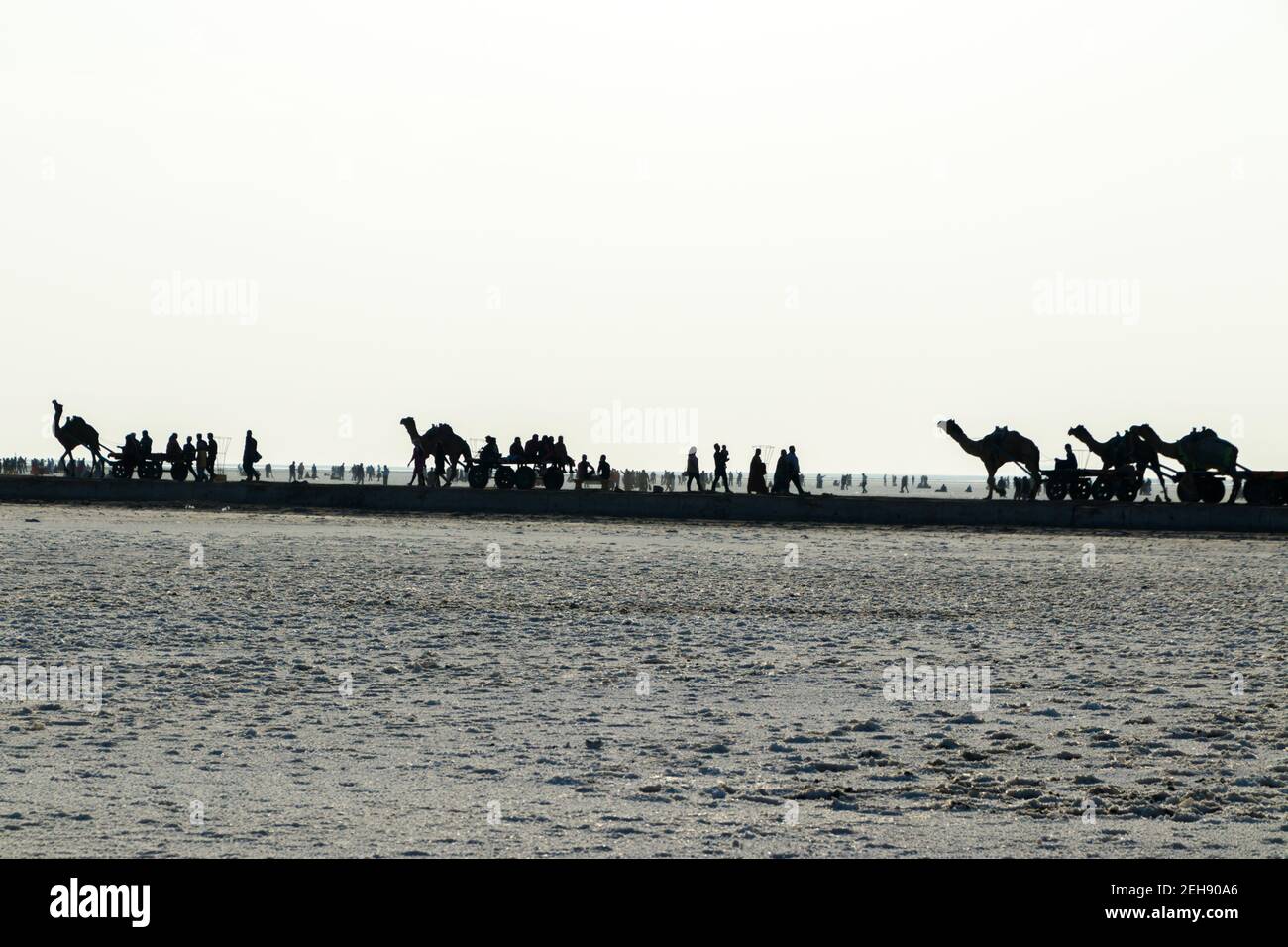 Rann of kutch salt camel hi-res stock photography and images - Alamy