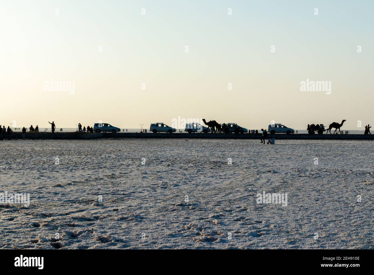 Rann of kutch salt camel hi-res stock photography and images - Alamy