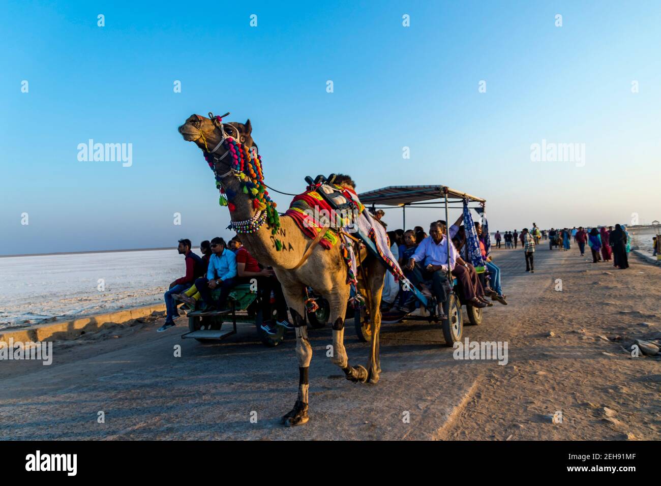 Rann of kutch salt camel hi-res stock photography and images - Alamy