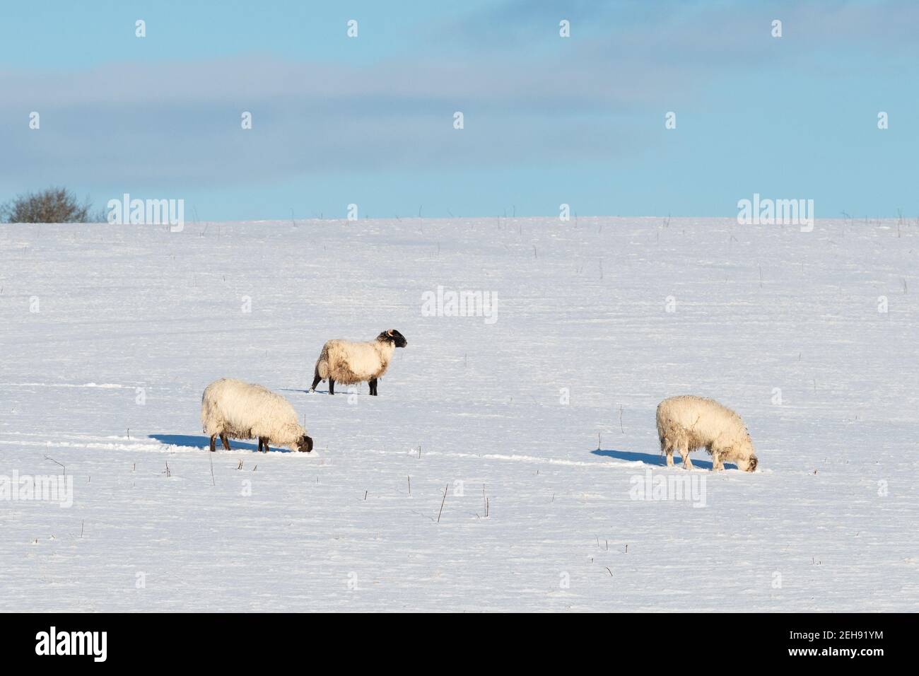 Sheep Eating In Snow High Resolution Stock Photography and Images - Alamy