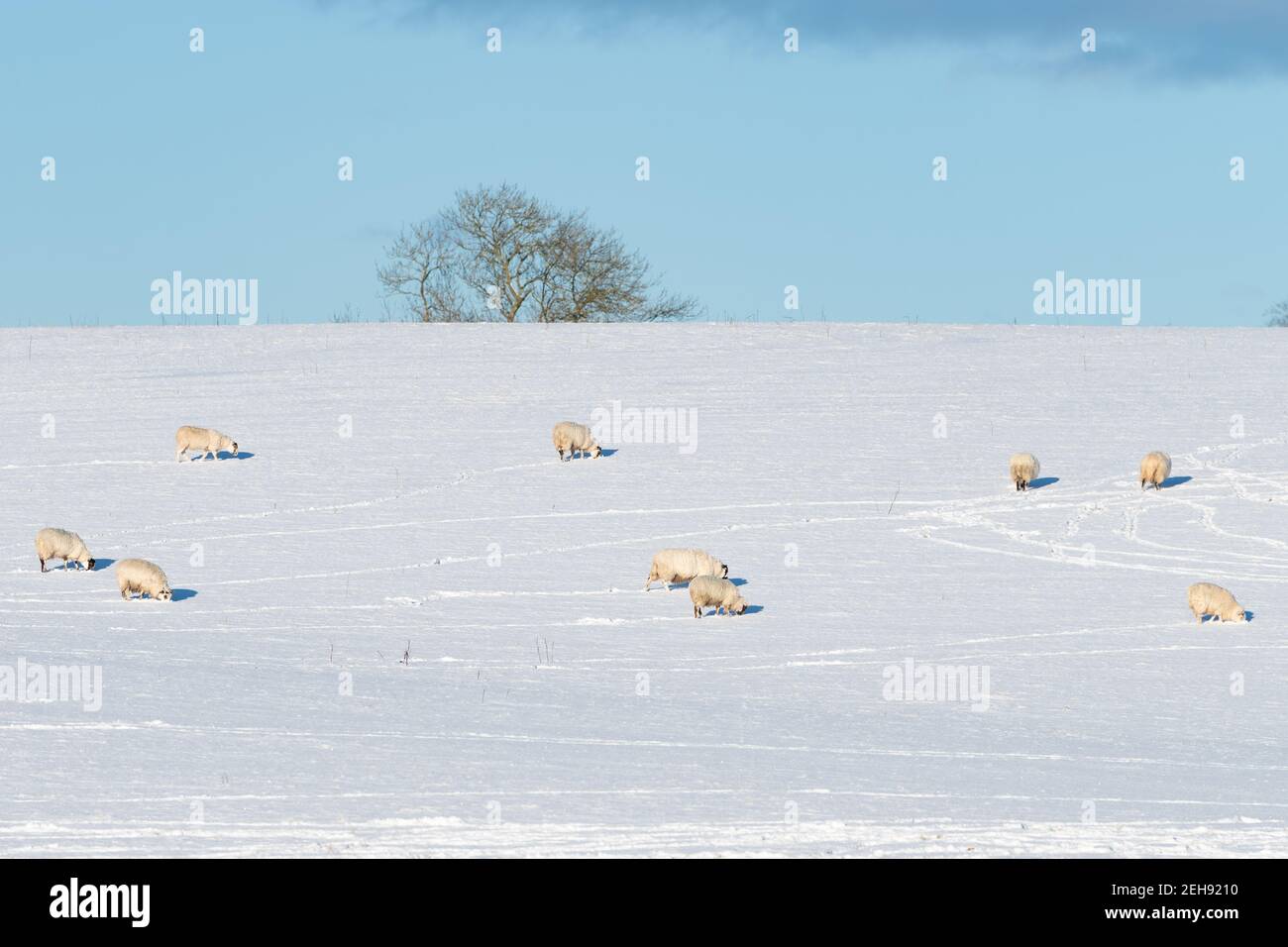 sheep eating grass through snow - Scotland, UK Stock Photo - Alamy